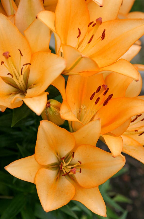 Orange Lilies in the Summer Garden Stock Photo - Image of bouquet ...