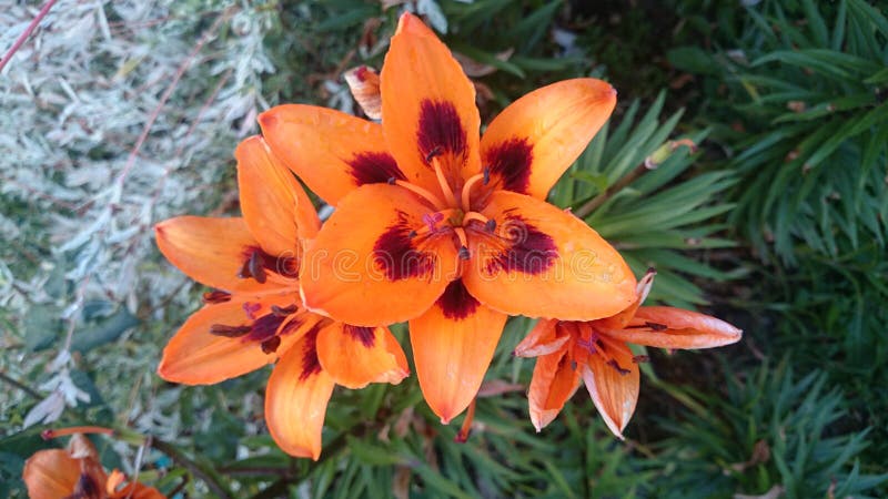 Orange lillies stock photo. Image of orange, view, lillies - 42651972