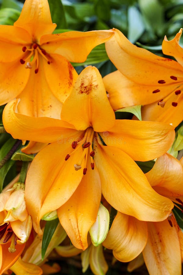 Orange lilly stock photo. Image of lilly, botany, orange - 96422266