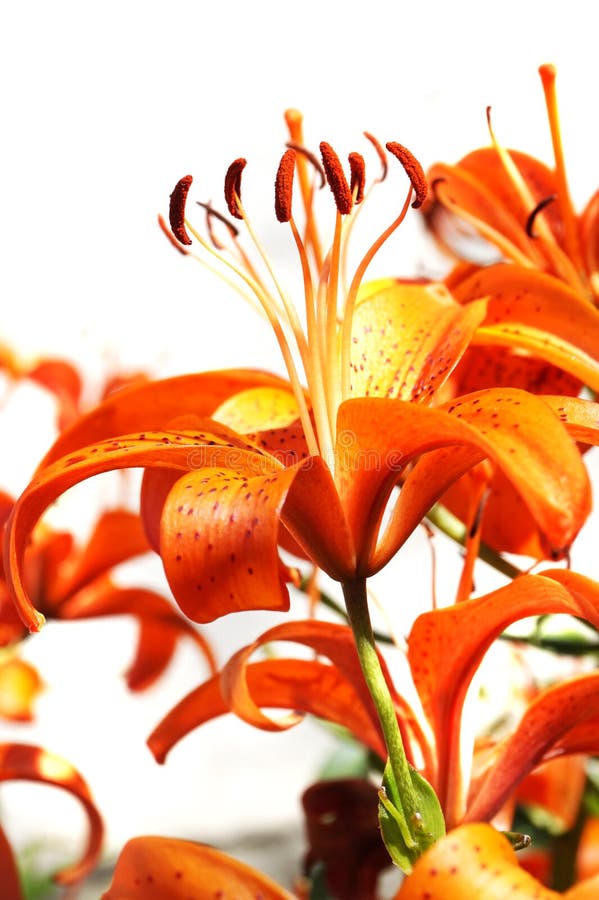 Orange Lilly Flower On White B Stock Photo - Image of colored, beauty ...
