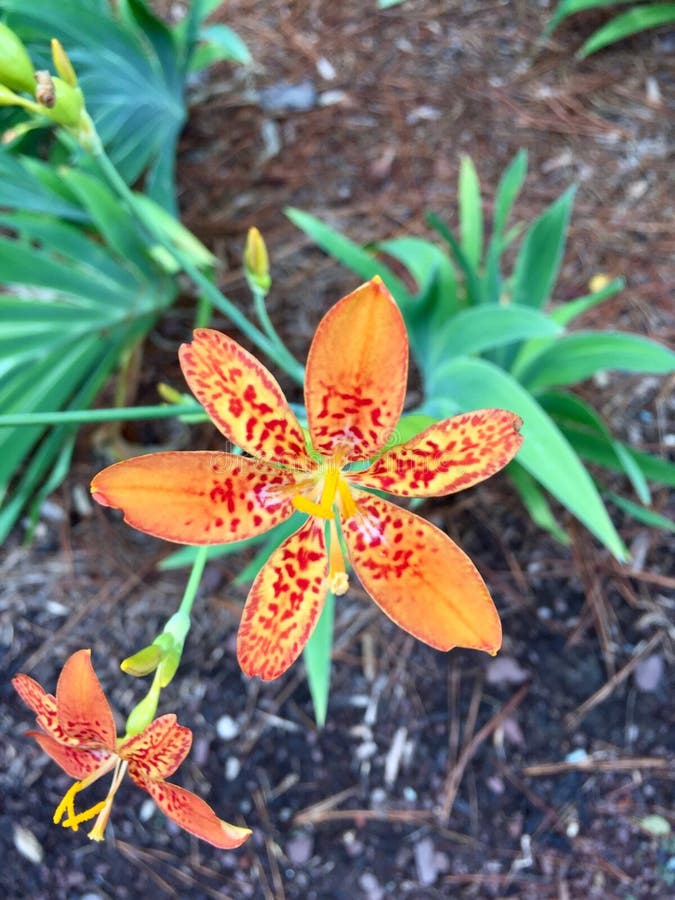 Orange Lilly flower stock image. Image of flower, lilly - 125780883