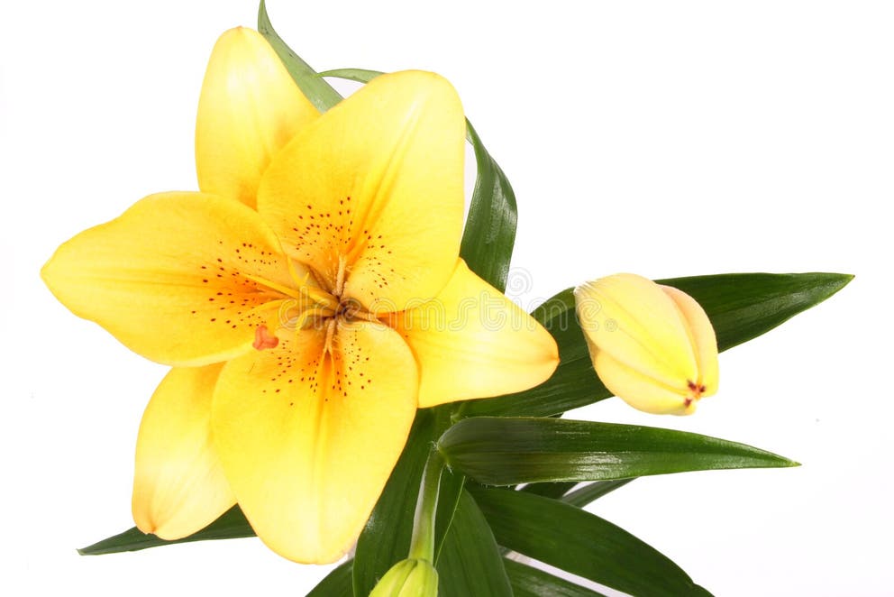 Orange Lilly Flower on White B Stock Image - Image of flower, scene ...