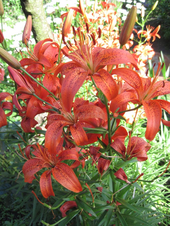 Orange lilly stock photo. Image of lilly, botany, orange - 96422266