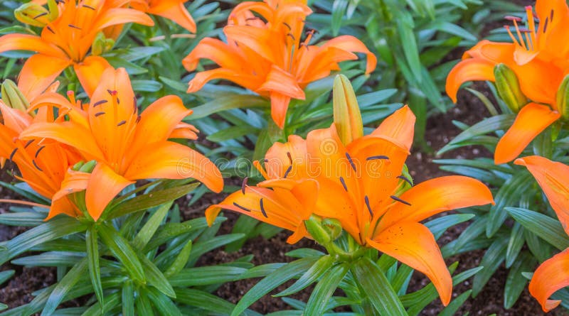 Orange lilly stock image. Image of beautiful, fragrance - 76088789