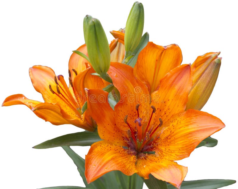 Orange lilly stock photo. Image of lilly, botany, orange - 96422266