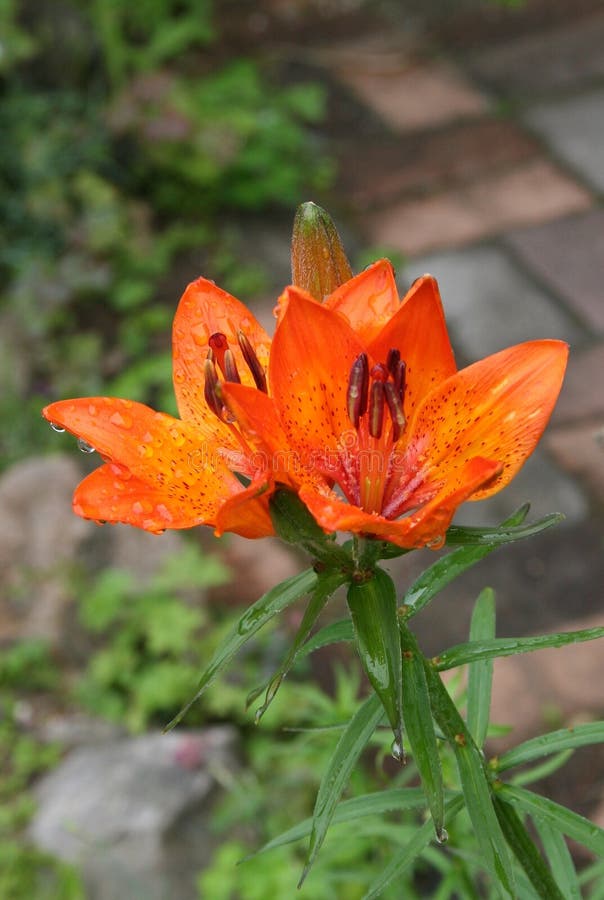 Orange lily stock photo. Image of nature, decorative - 12353074