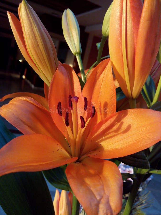 Orange lily stock image. Image of nature, rose, gardens - 85762939