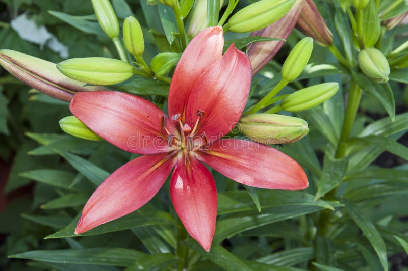 Orange lily stock photo. Image of stamens, lily, decorative - 43059630