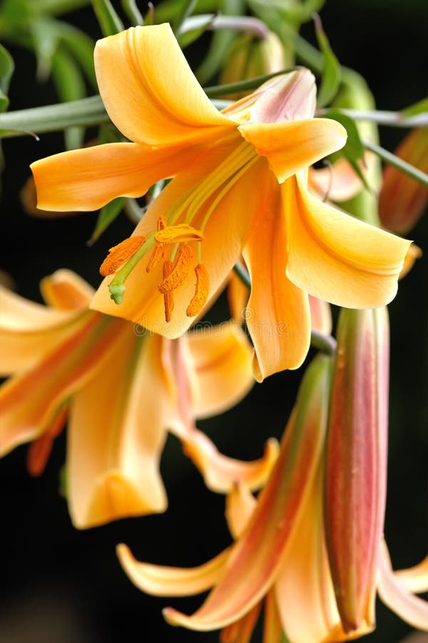 Orange lily bush stock image. Image of nature, closeup - 38426259