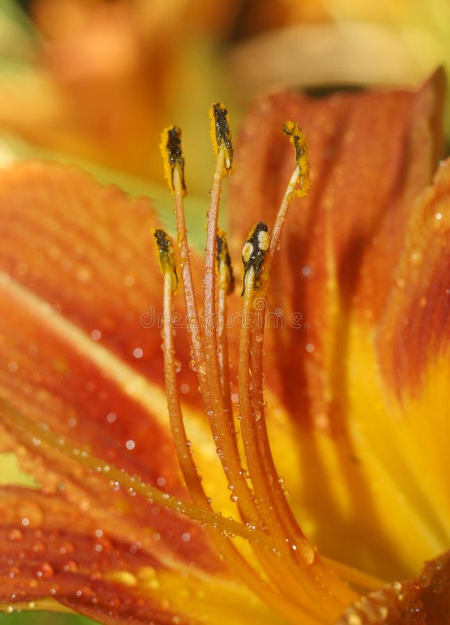 Orange Lily with Dew Drops on the Green Leaves Stock Image - Image of ...