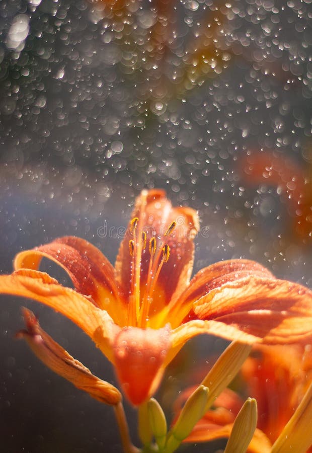 Orange Lily with Dew Drops on the Green Leaves Stock Photo - Image of ...