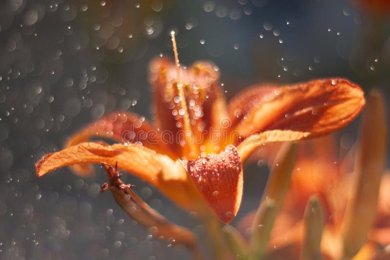 Orange Lily with Dew Drops on the Green Leaves Stock Photo - Image of ...