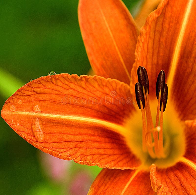 Orange lily with dew drops stock photo. Image of drops - 244489890