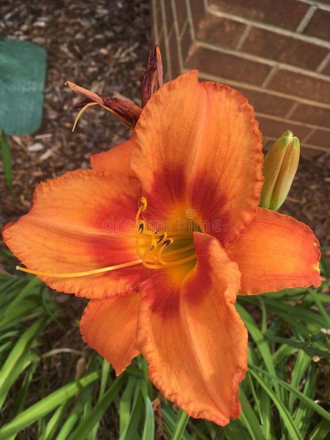 Orange lily stock image. Image of beautiful, flower, dynamic - 94415409