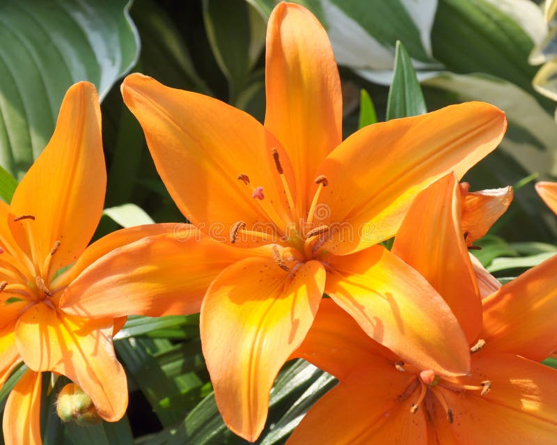 Orange Lily Flower stock image. Image of landscape, flower - 41701261