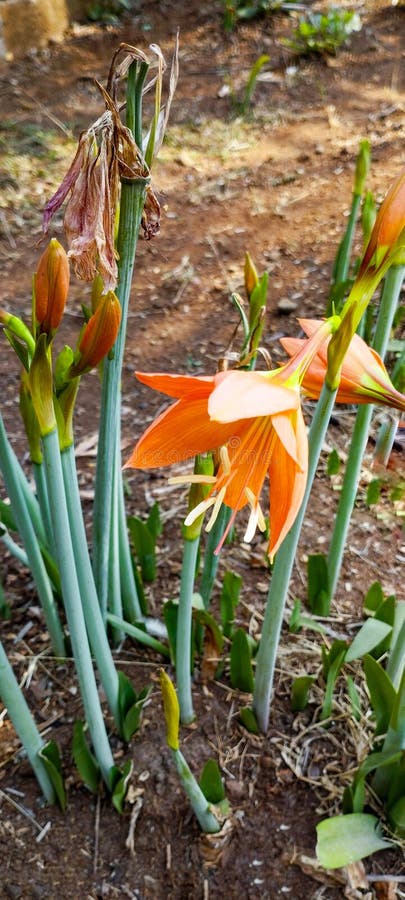Orange Lily Flower Part Five Stock Image - Image of flower, five: 293254881