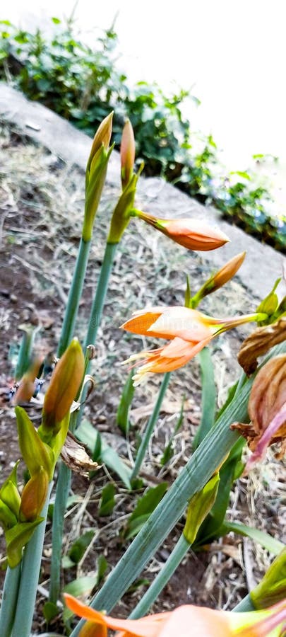Orange Lily Flower Part Two Stock Photo - Image of orange, flower ...