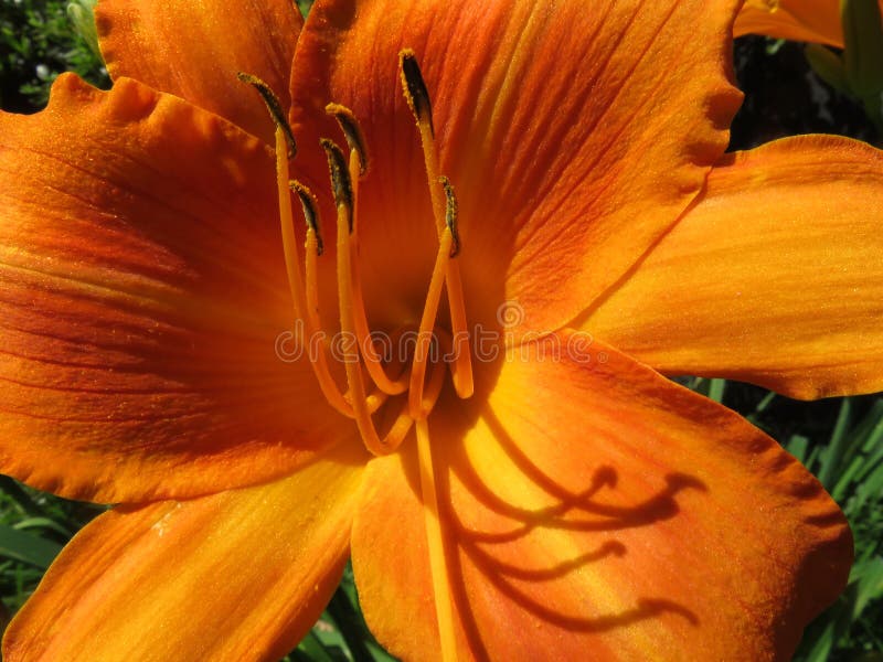 Orange Lily Flower in Spring Stock Photo - Image of spring, orange ...