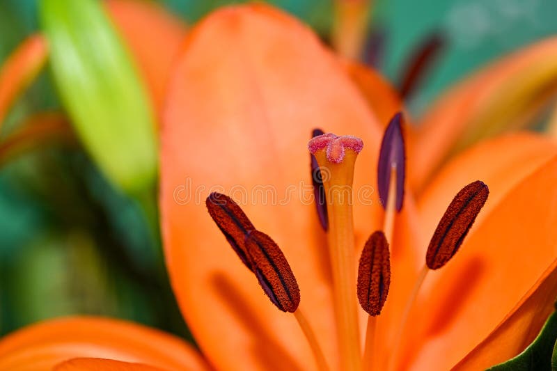Orange Lily Flower in Summer Bright Orange Lily Flowers Orange Lily Flower Stock Photo - Image ...