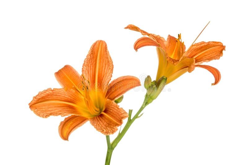 Orange lily flowers stock photo. Image of drop, decoration - 56016274