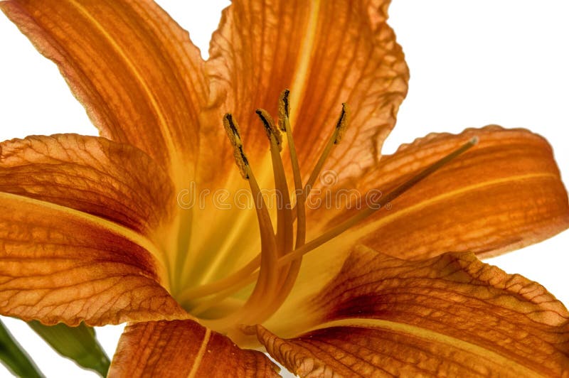 Orange lily flowers stock photo. Image of floral, decoration - 56016306