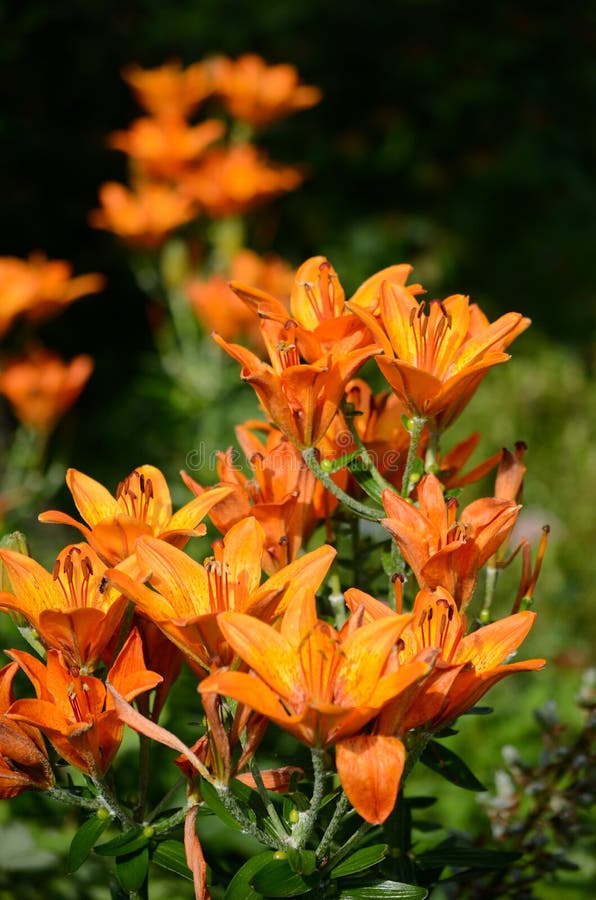 Orange lily stock image. Image of flower, nature, summer - 32191639