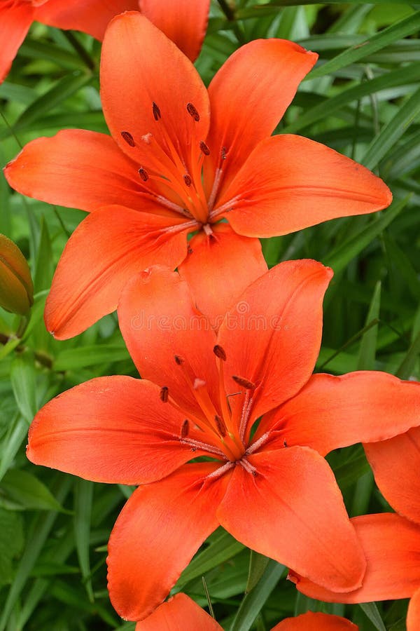 Orange Lily stock image. Image of flowers, blossoms, stamen - 41840097