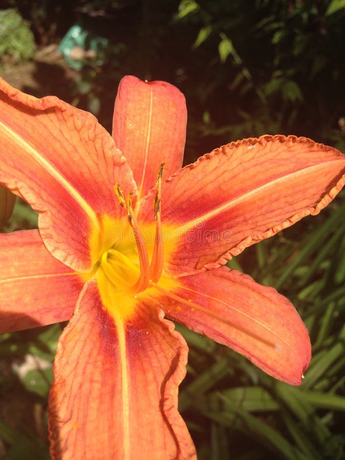 Orange Lily in the Sunlight. Stock Image - Image of pretty, lily: 73826149