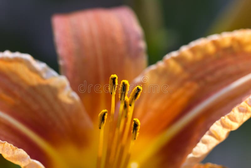 Orange Lily with Yellow Pollen Stock Photo - Image of lilium, colorful ...