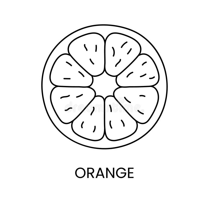Orange Line Icon in Vector, Citrus Fruit Illustration Stock Vector ...
