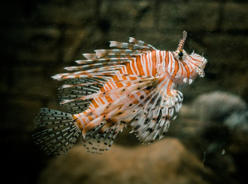 Orange Lionfish swiming stock photo. Image of life, colorful - 65058854