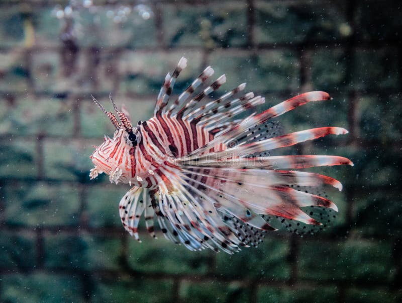 Orange Lionfish Swiming Stock Photos - Free & Royalty-Free Stock Photos ...
