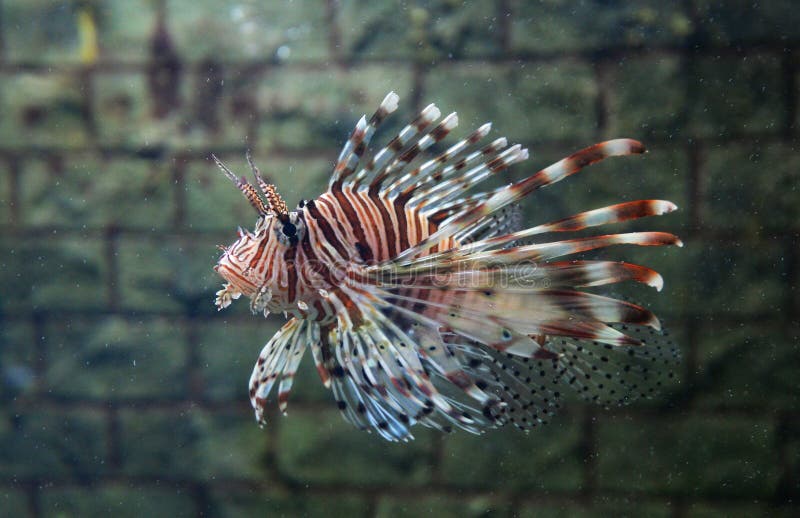 Orange Lionfish stock image. Image of background, dangerous - 64851291