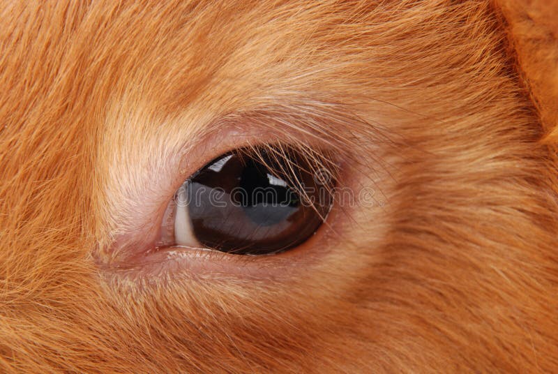 Orange rabbit eye closeup stock photo. Image of beauty - 86405816