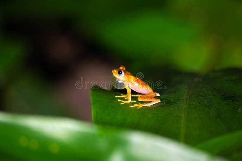An Orange Little Frog on a Green Leaf in Madagascar Stock Photo - Image ...