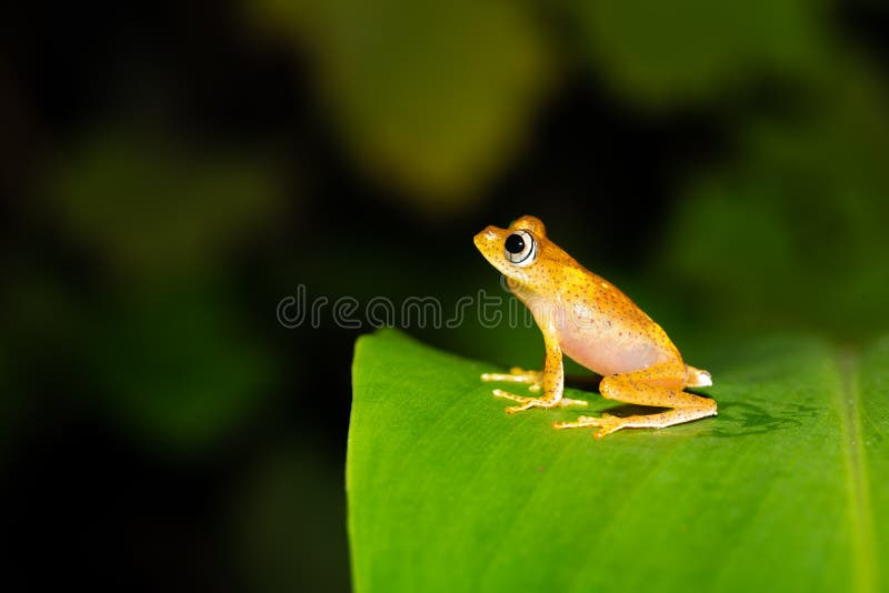 An Orange Little Frog on a Green Leaf in Madagascar Stock Photo - Image ...