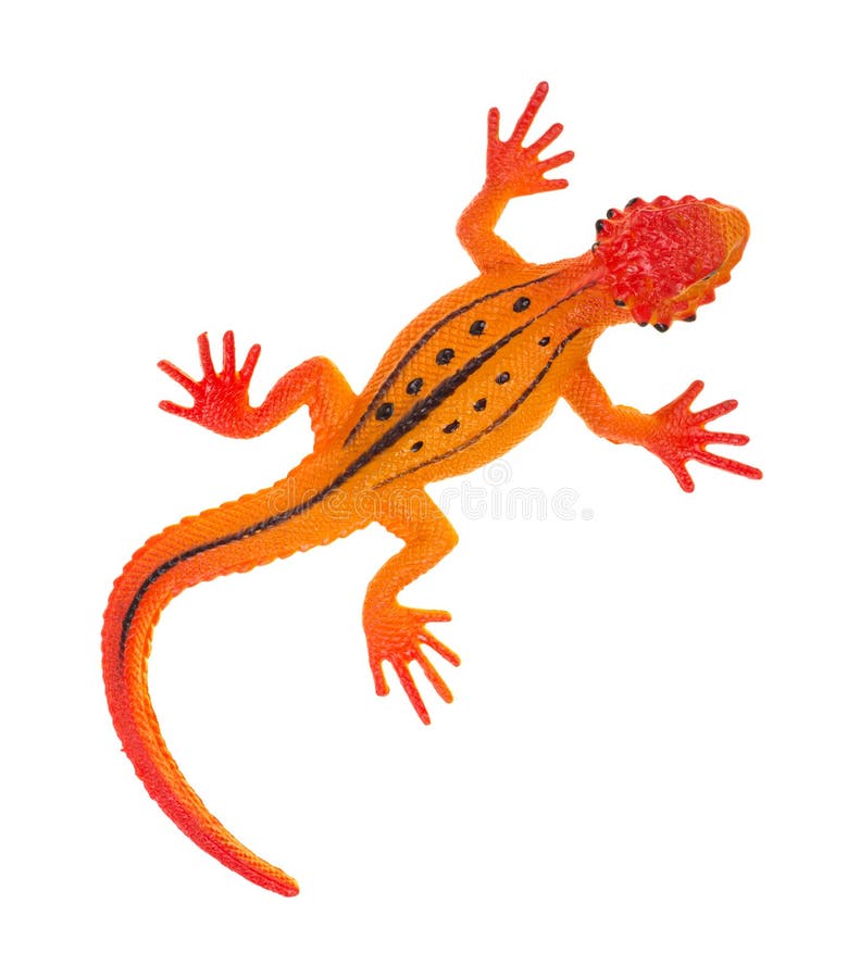 Orange lizard stock photo. Image of stripes, isolated - 28238548