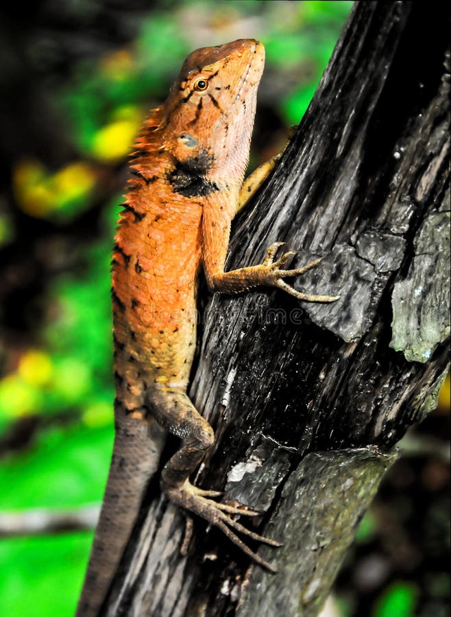 Orange Lizard stock image. Image of lizard, reptilian - 47884209