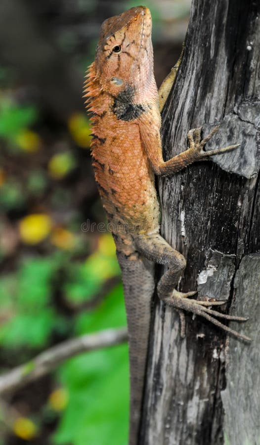 Orange Lizard stock photo. Image of asian, animal, nature - 241357576