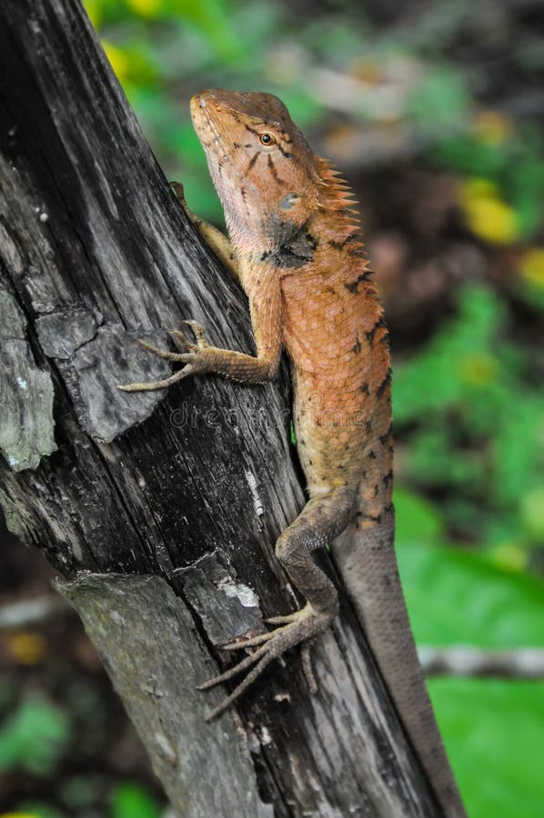 Orange Lizard stock photo. Image of asia, animal, orange - 47224884
