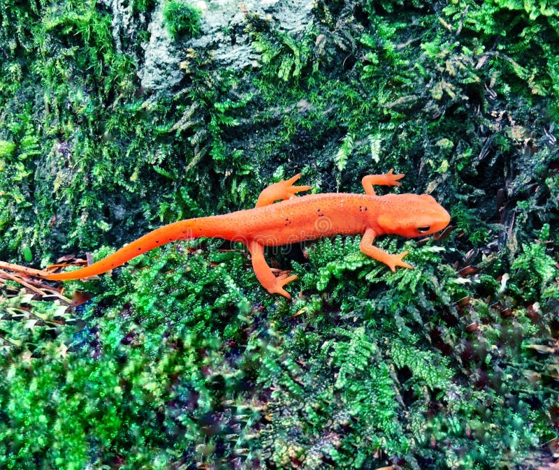 An Orange Eastern Newt on the Ground Stock Photo - Image of looking ...