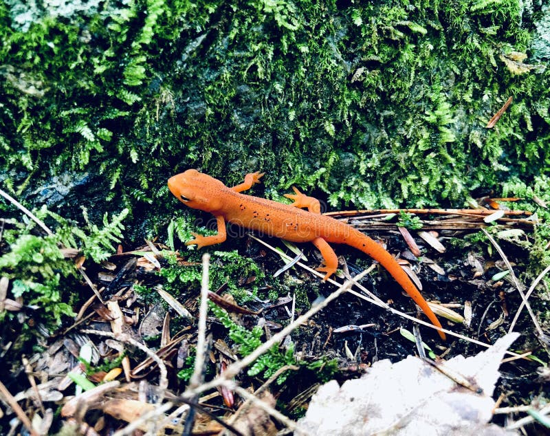 An Orange Eastern Newt on the Ground Stock Photo - Image of nature ...