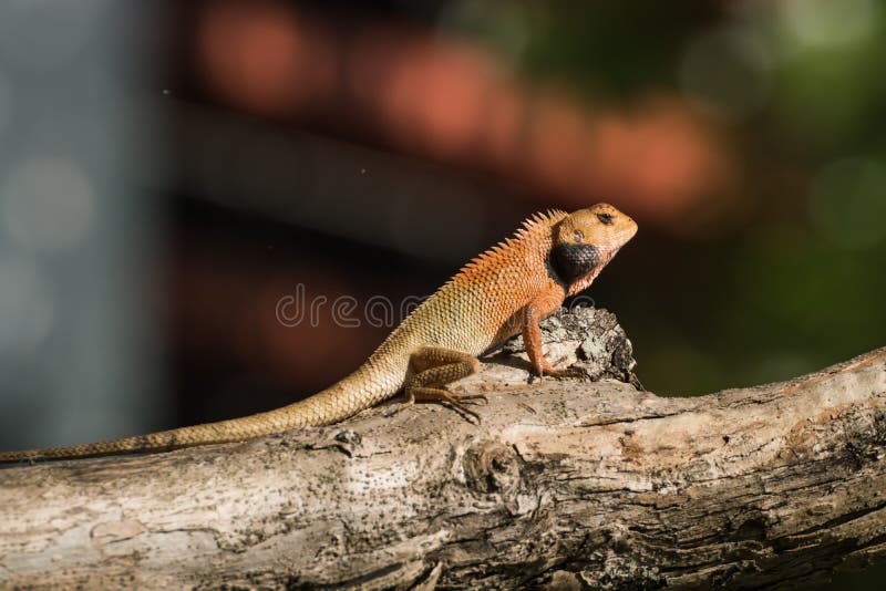 Orange Belly Lizard Stock Photos - Free & Royalty-Free Stock Photos ...