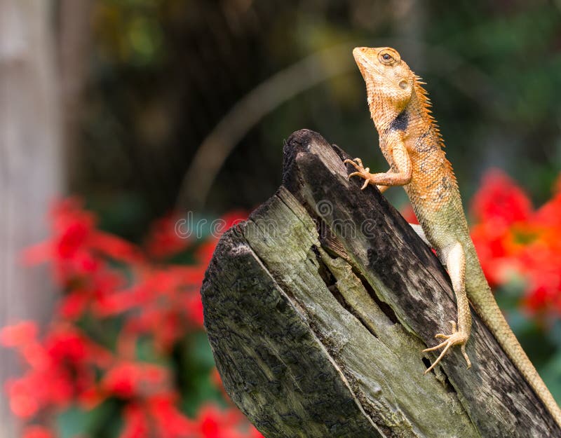 Orange lizard sitting stock image. Image of exotic, forest - 52680481