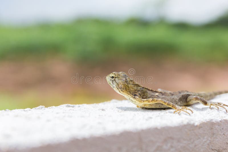 Orange young lizard stock image. Image of long, iguana - 241562695