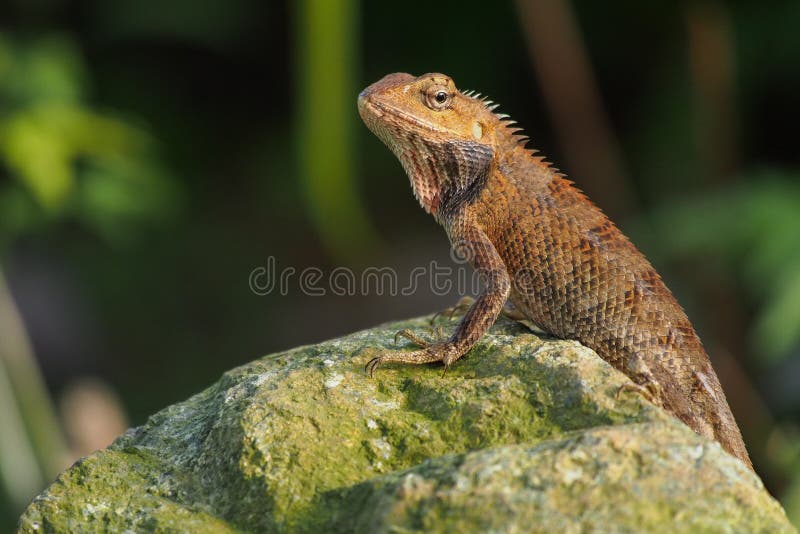 Orange lizard stock photo. Image of scales, orange, rock - 33333296
