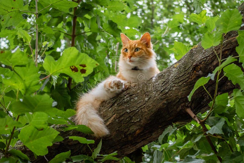 Orange Long Fur Cat is Sitting at Tree Brunch Stock Photo - Image of ...