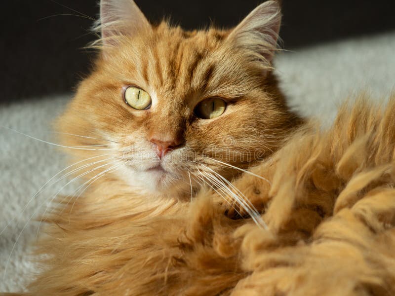 Orange Long Haired Cat Looking at Camera Stock Image - Image of home ...