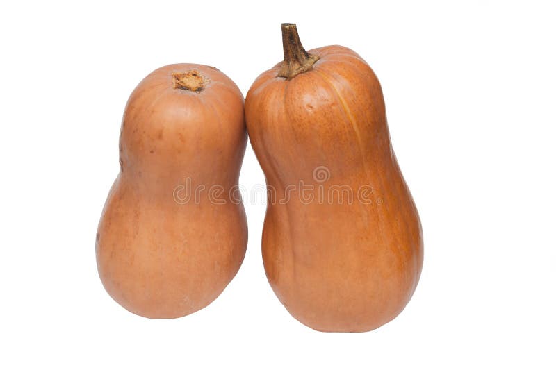 Orange long pumpkins stock image. Image of marrow, cuisine - 45616127