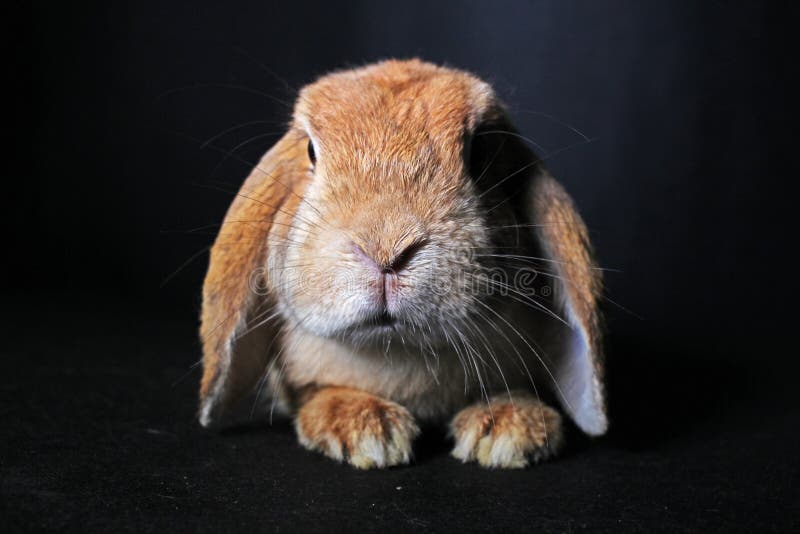 Orange Bunny. Super Cute Lop Dwarf Rabbit on Isolated White Background ...
